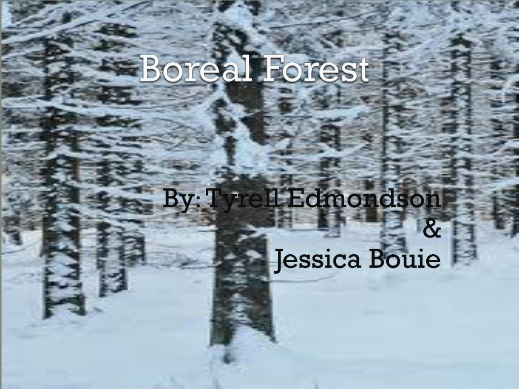 PPT - Boreal Forest PowerPoint Presentation, free download - ID:2433995