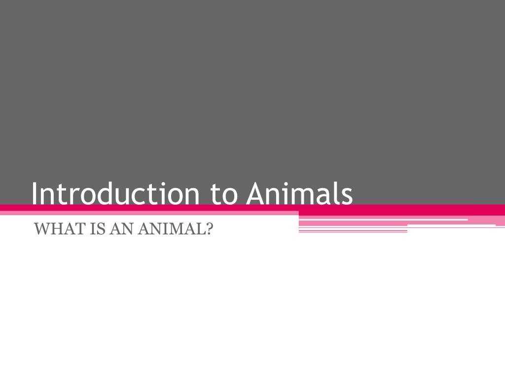 PPT - Introduction to Animals PowerPoint Presentation, free download ...