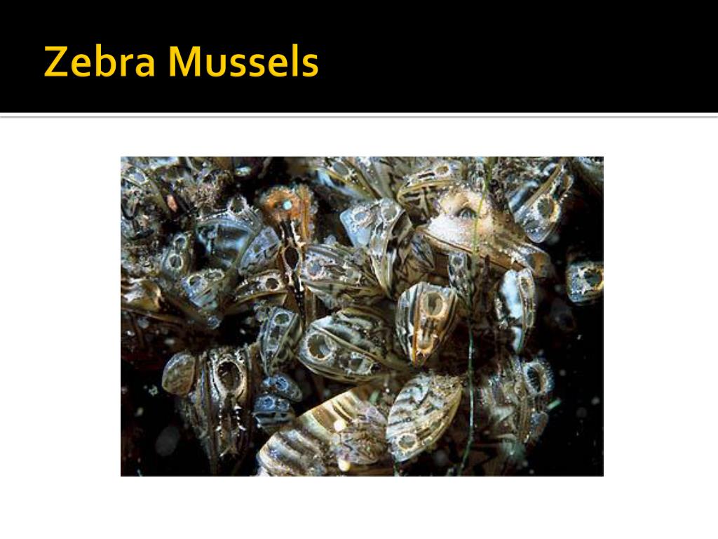 PPT - Zebra Mussels PowerPoint Presentation, free download - ID:2441137