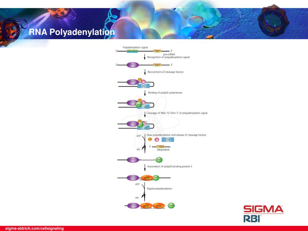 PPT - RNA Polyadenylation PowerPoint Presentation, free download - ID ...