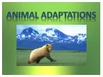 PPT - Animal Adaptations in the Semi-Arid Desert PowerPoint ...