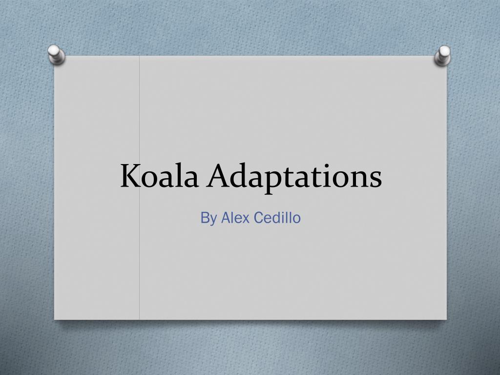 PPT - Koala Adaptations PowerPoint Presentation, free download - ID:2445315