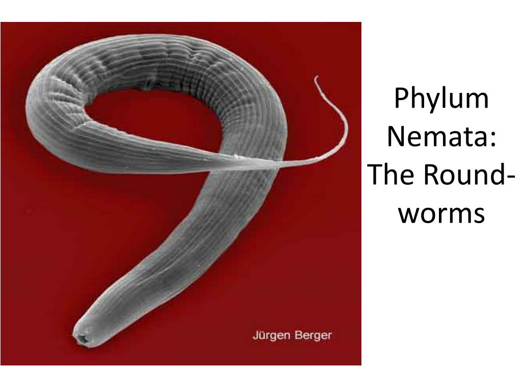 PPT - Phylum Nemata : The Round-worms PowerPoint Presentation, free ...