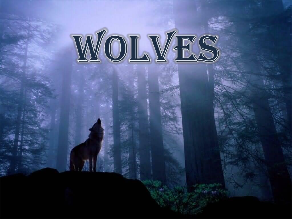 PPT - WOLVES PowerPoint Presentation, free download - ID:2446533