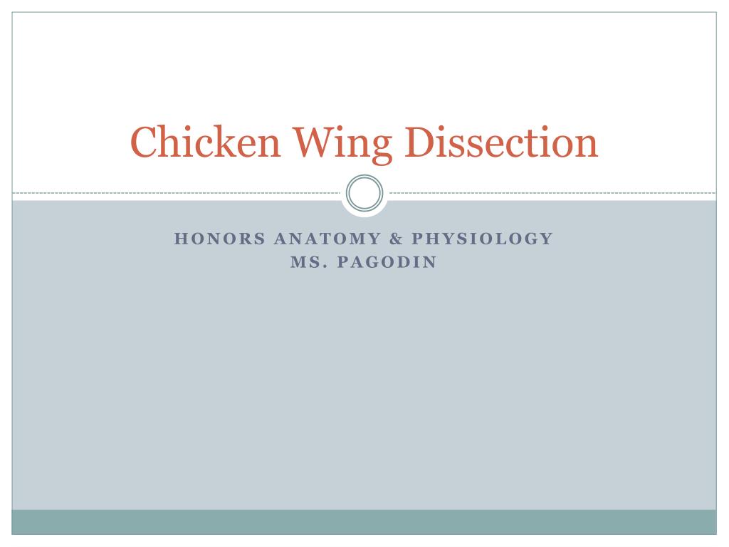 PPT - Chicken Wing Dissection PowerPoint Presentation, free download ...