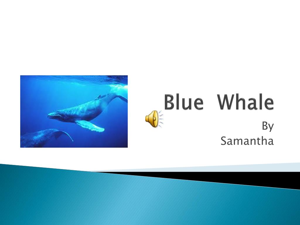 PPT - Blue Whale PowerPoint Presentation, free download - ID:2451950