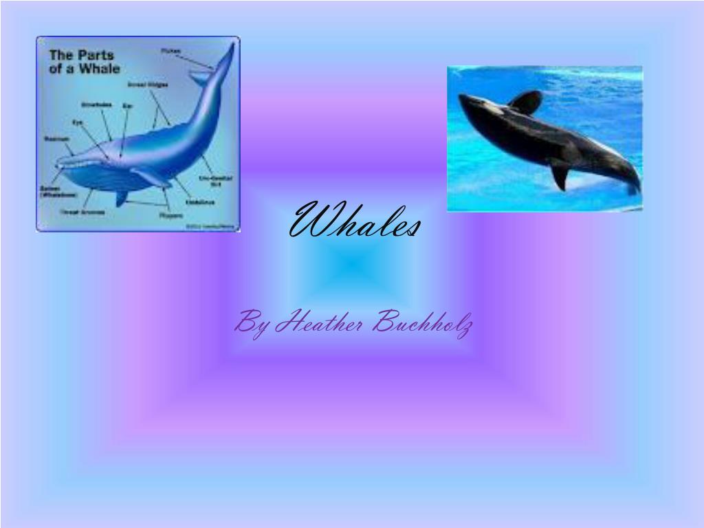 PPT - Whales PowerPoint Presentation, free download - ID:2451985