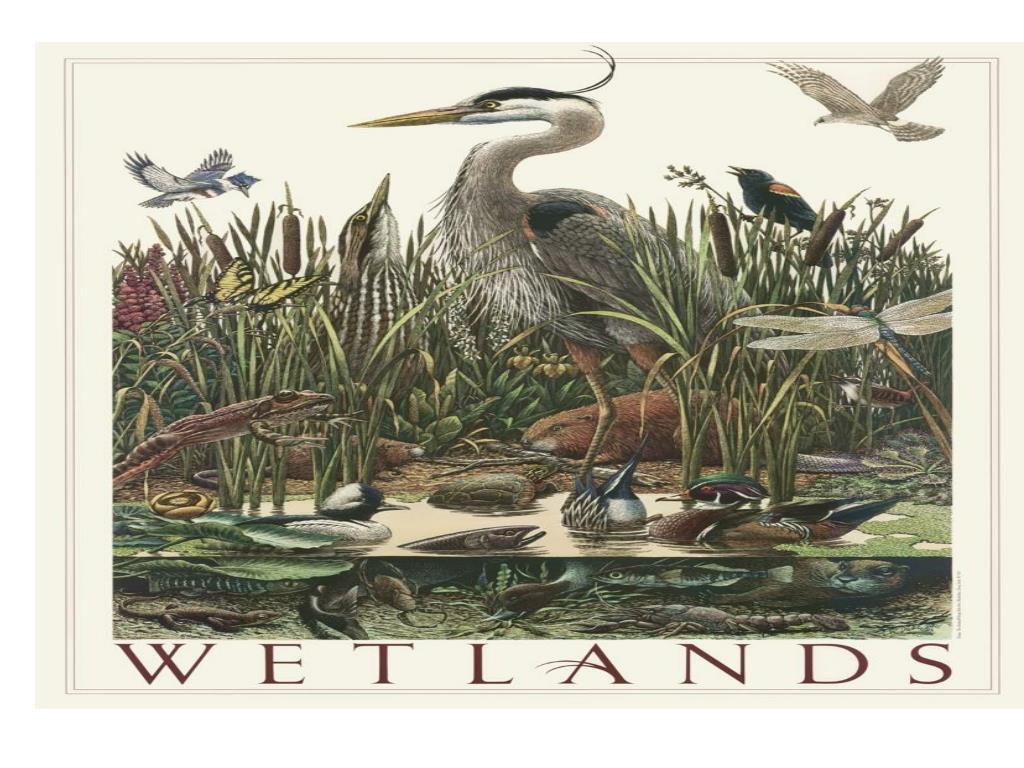PPT - What is a Wetland? PowerPoint Presentation, free download - ID ...