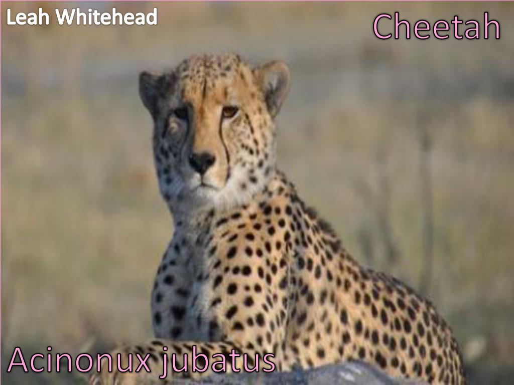 PPT - Cheetah PowerPoint Presentation, free download - ID:2456149