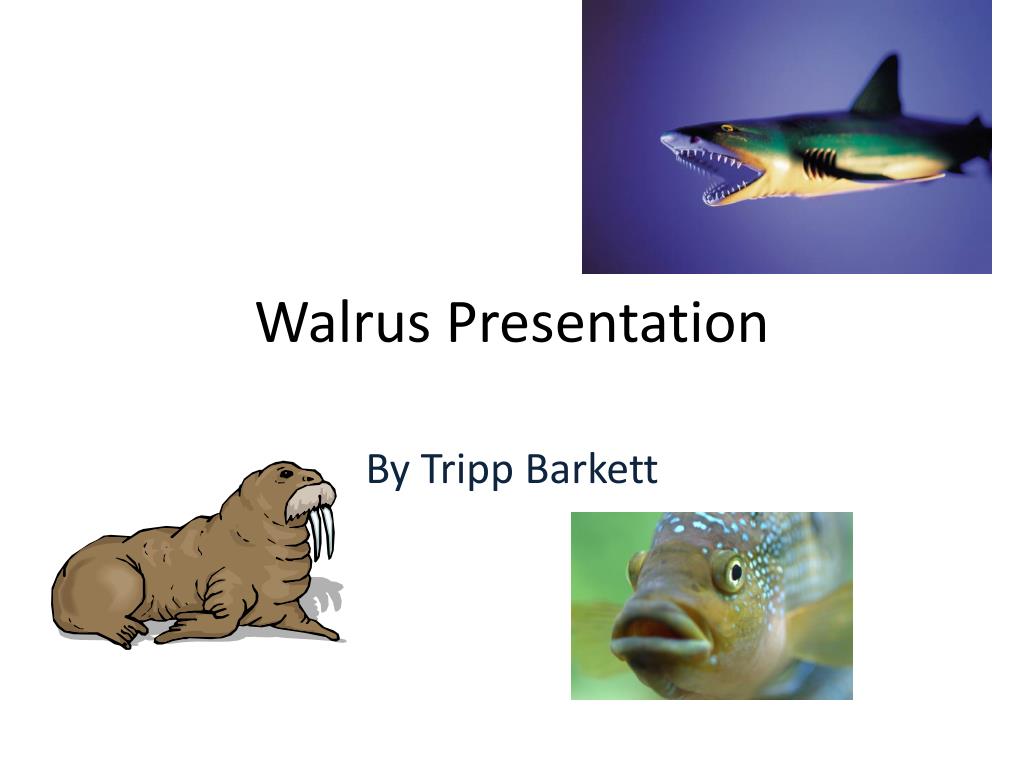 PPT - Walrus Presentation PowerPoint Presentation, free download - ID:2457100
