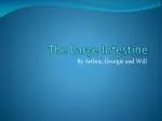 PPT - Large intestine PowerPoint Presentation, free download - ID:2286242