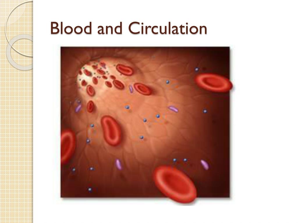 PPT - Blood and Circulation PowerPoint Presentation, free download - ID ...