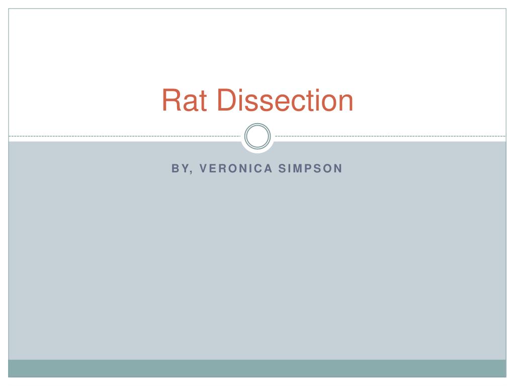 PPT - Rat Dissection PowerPoint Presentation, free download - ID:2458621
