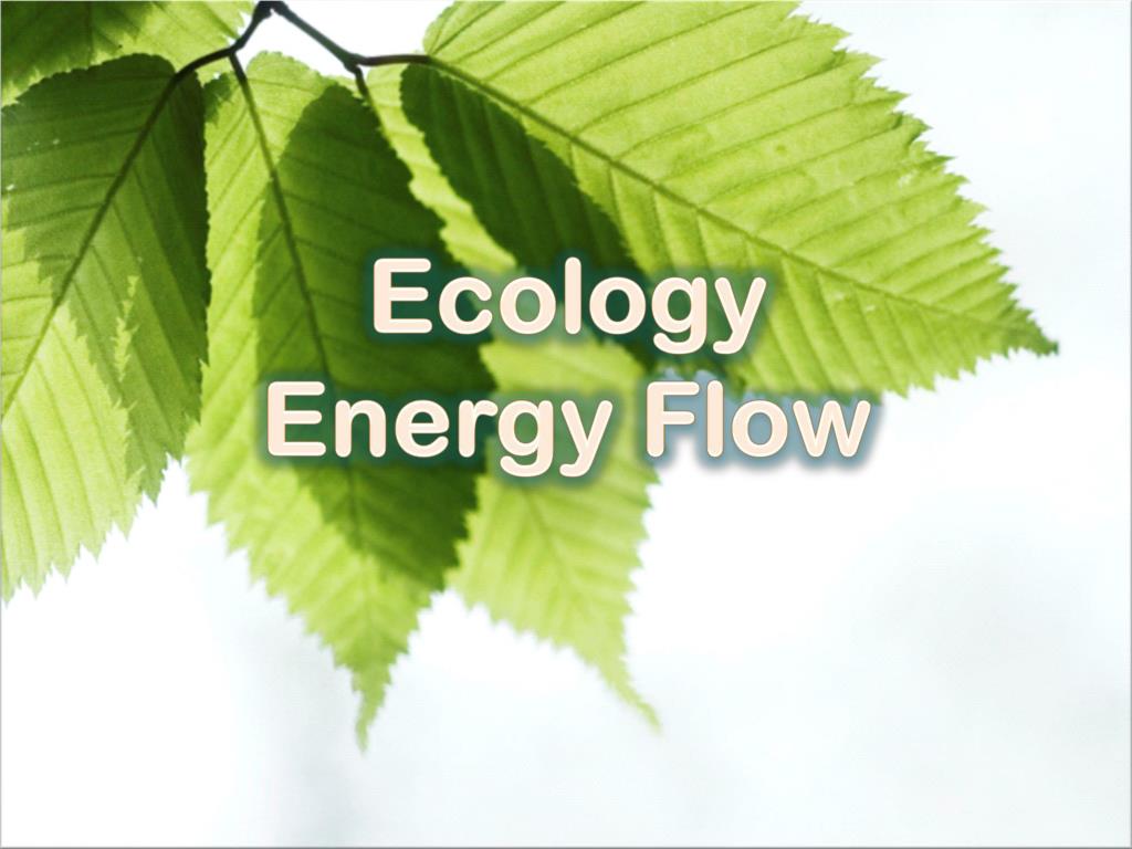 PPT - Ecology Energy Flow PowerPoint Presentation, free download - ID ...