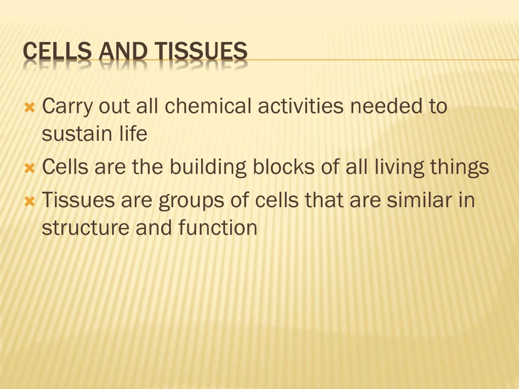PPT - Cells and Tissues PowerPoint Presentation, free download - ID:2462013