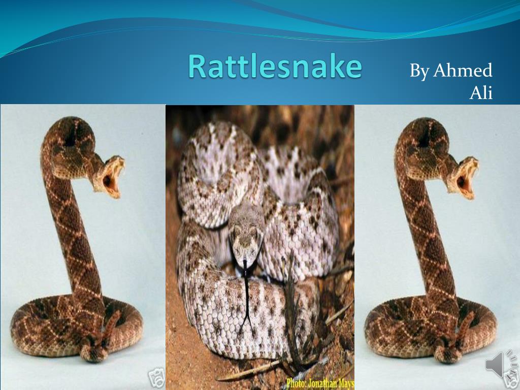 PPT - Rattlesnake PowerPoint Presentation, free download - ID:2463570