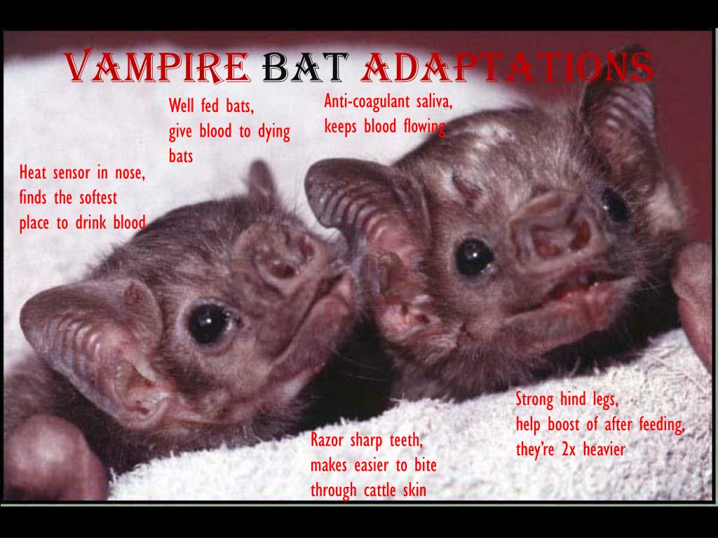 PPT - Vampire Bat Adaptations PowerPoint Presentation, free download ...