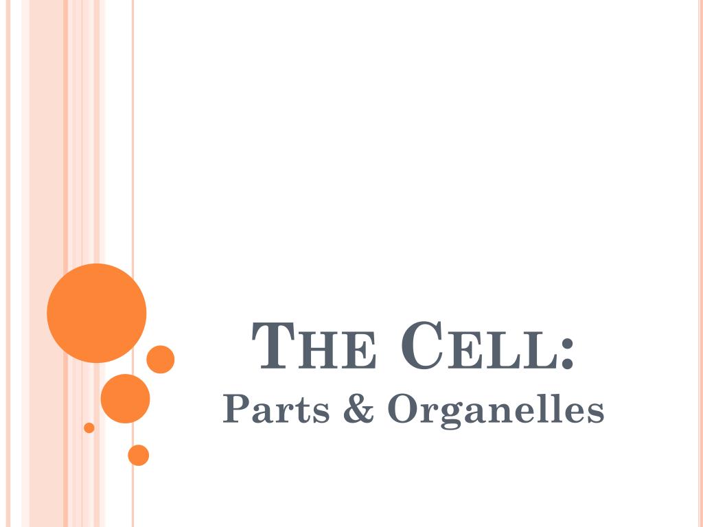 PPT - The Cell: PowerPoint Presentation, free download - ID:2465026