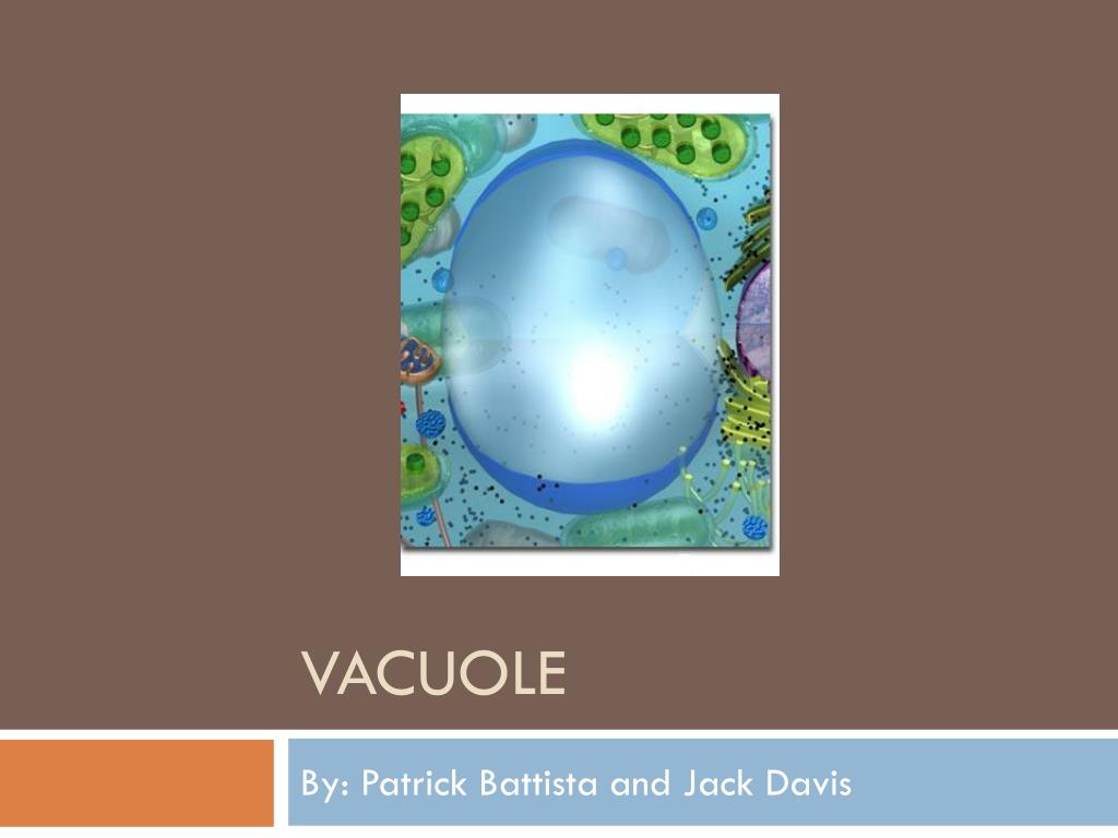 PPT - Vacuole PowerPoint Presentation, free download - ID:2465993