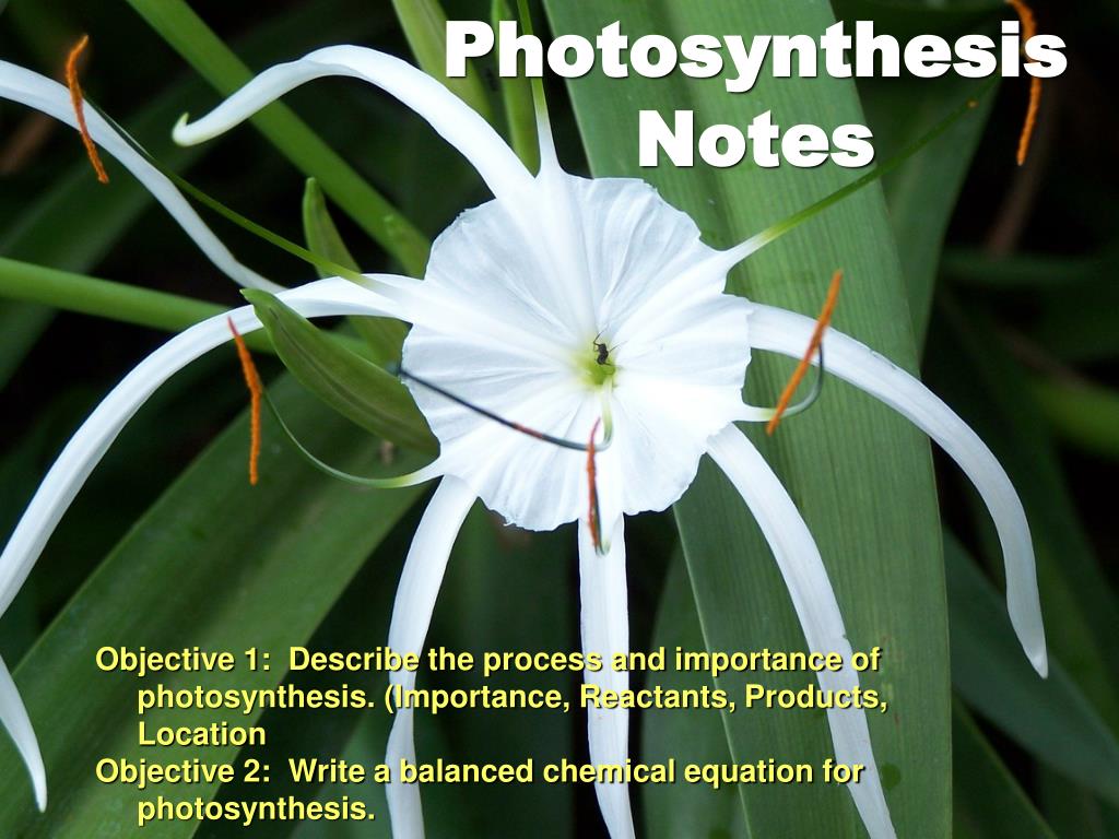 PPT - Photosynthesis Notes PowerPoint Presentation, free download - ID ...