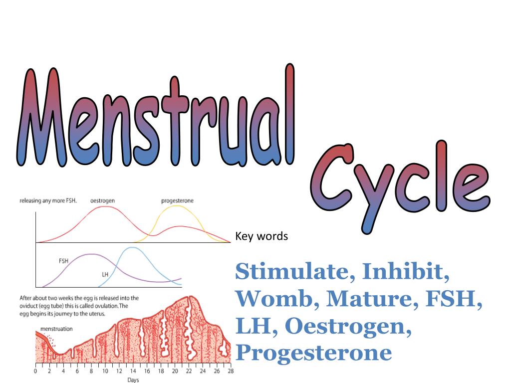 PPT - Menstrual PowerPoint Presentation, free download - ID:2466286