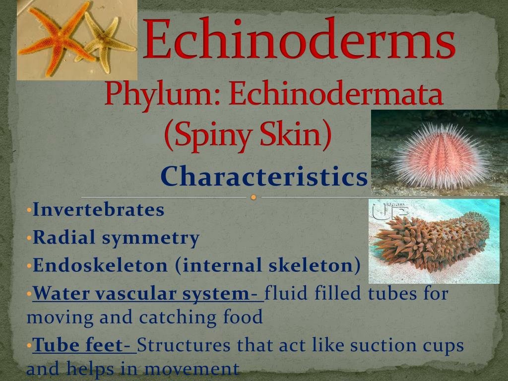 PPT - Echinoderms Phylum: Echinodermata (Spiny Skin) PowerPoint ...