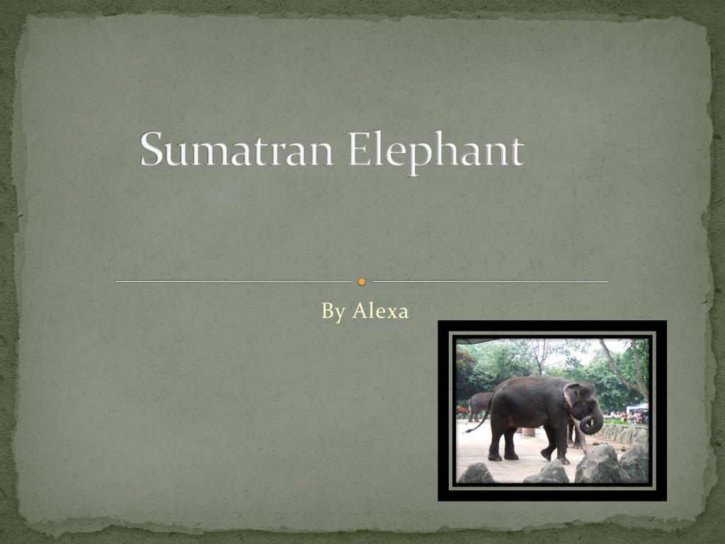 PPT - Sumatran Elephant PowerPoint Presentation, free download - ID:2467083
