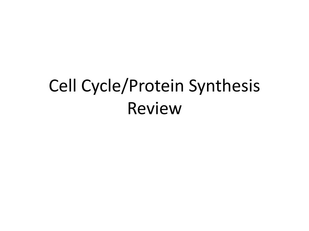 PPT - Understanding Cell Cycle Phases and Protein Synthesis: A ...