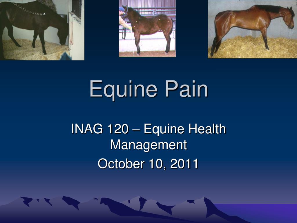 PPT - Equine Pain PowerPoint Presentation, free download - ID:2469719