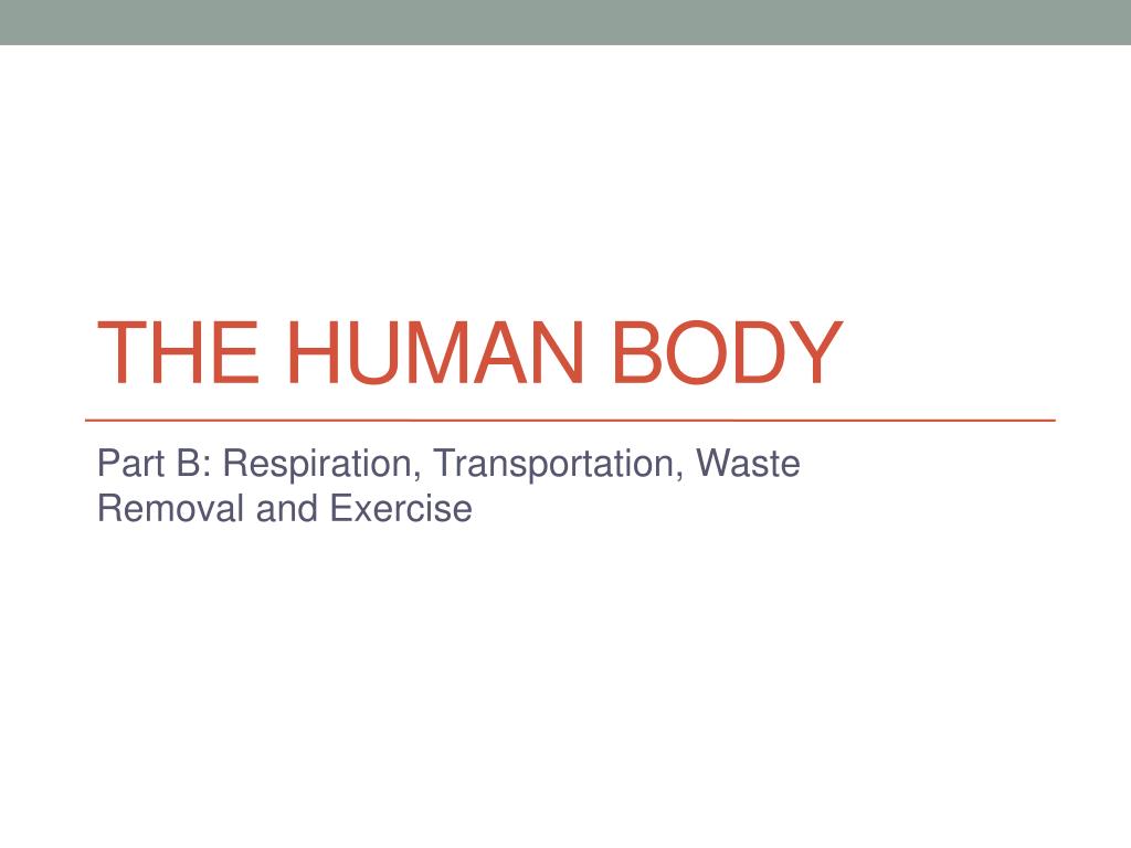 PPT - The Human Body PowerPoint Presentation, free download - ID:2473476