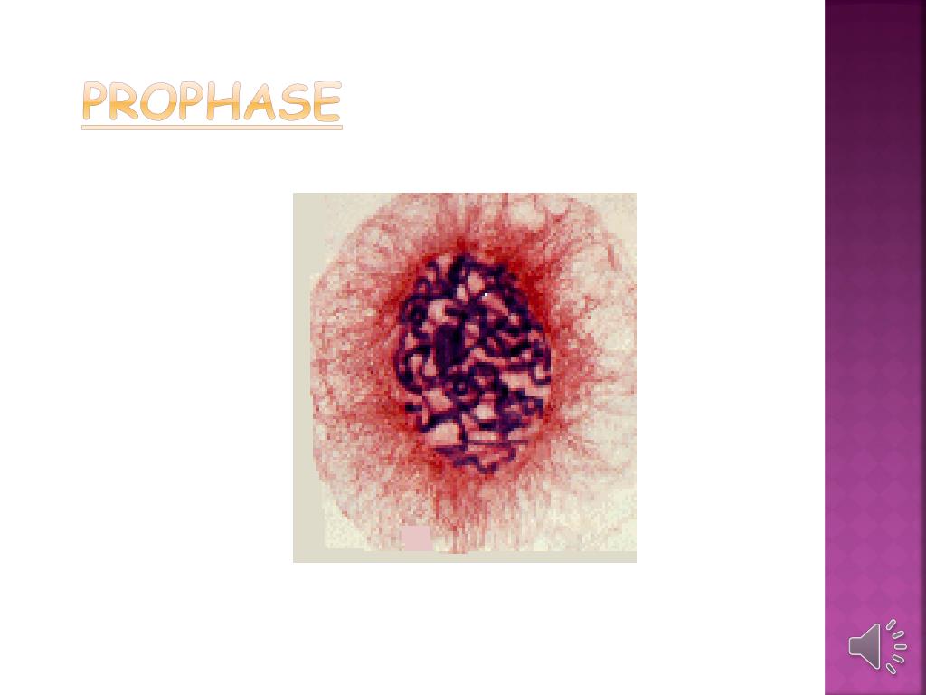 PPT - Prophase PowerPoint Presentation, free download - ID:2474837