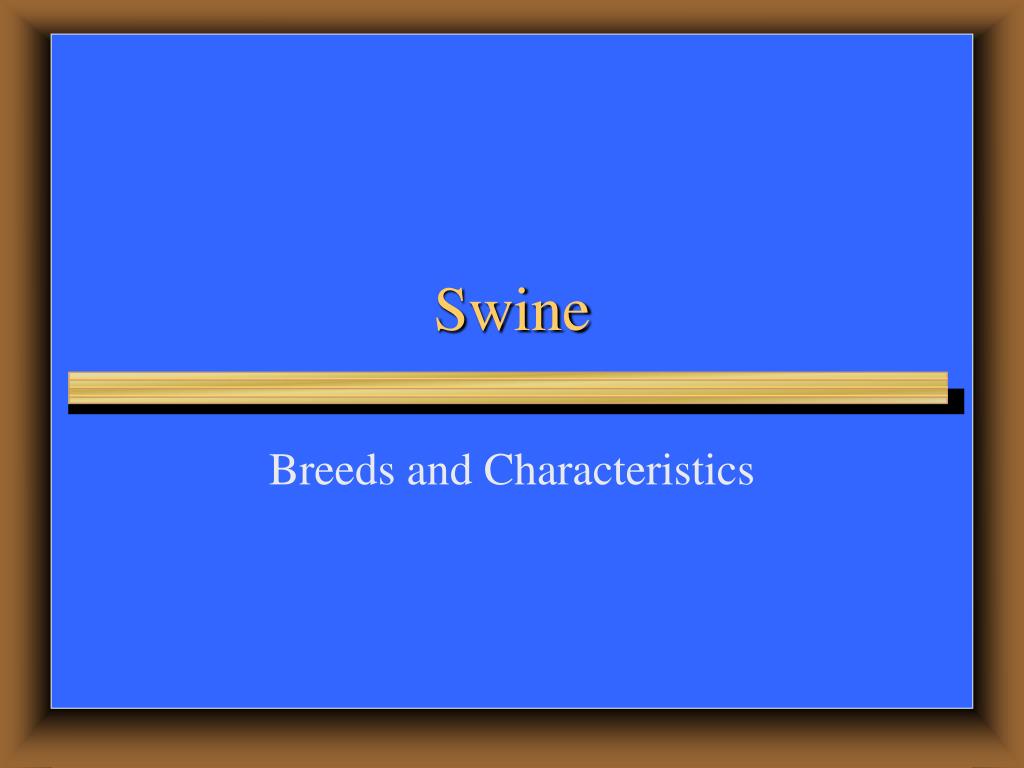 PPT - Swine PowerPoint Presentation, free download - ID:2476396
