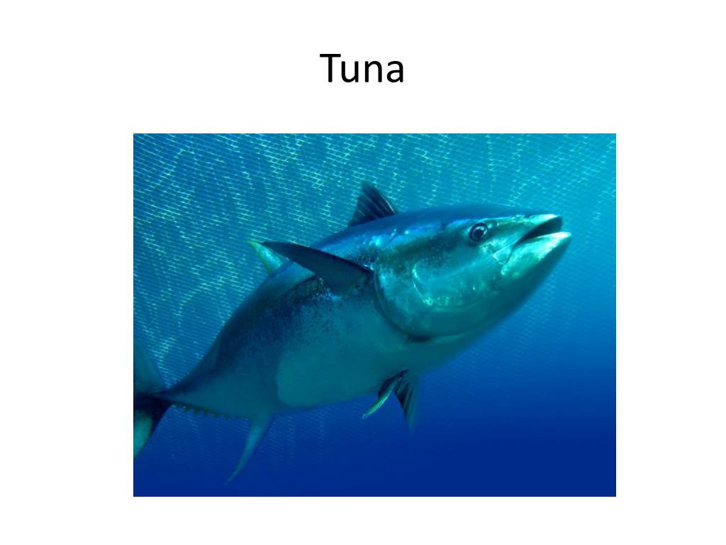 PPT - Tuna PowerPoint Presentation, free download - ID:2479677