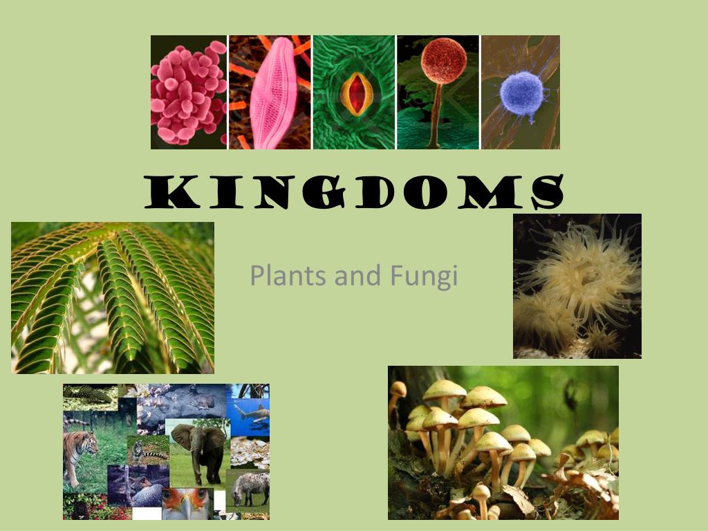 PPT - Kingdoms PowerPoint Presentation, free download - ID:2480485
