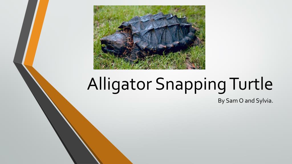 PPT - Alligator Snapping Turtle PowerPoint Presentation, free download ...