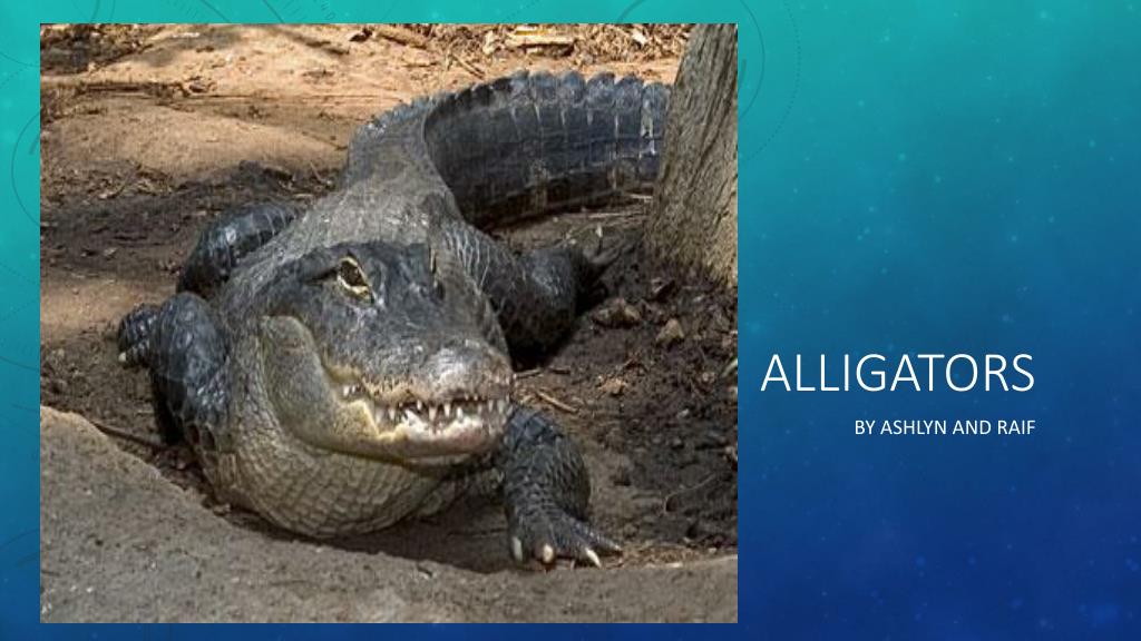 PPT - alligators PowerPoint Presentation, free download - ID:2487918