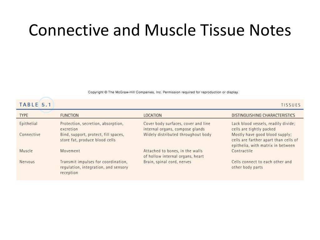 PPT - Connective and Muscle Tissue Notes PowerPoint Presentation, free ...