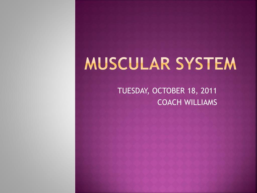 PPT - MUSCULAR SYSTEM PowerPoint Presentation, free download - ID:2490107