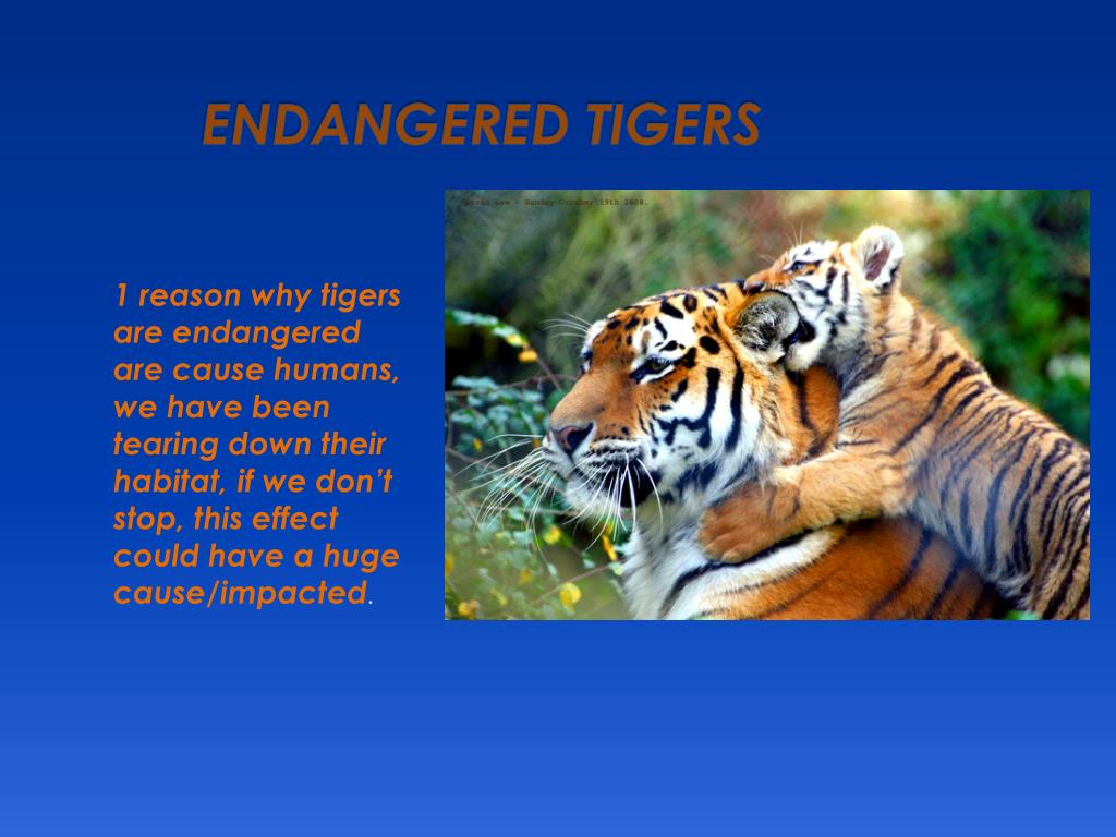PPT - Endangered tigers PowerPoint Presentation, free download - ID:2491236