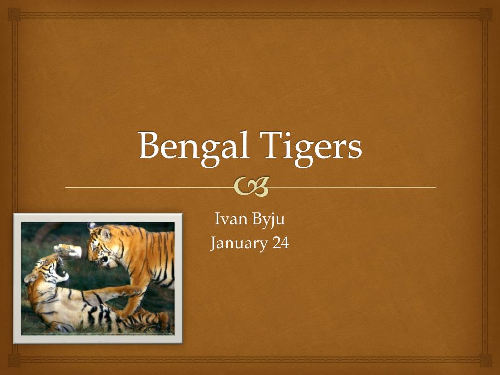 PPT - Bengal Tigers PowerPoint Presentation, free download - ID:2491264