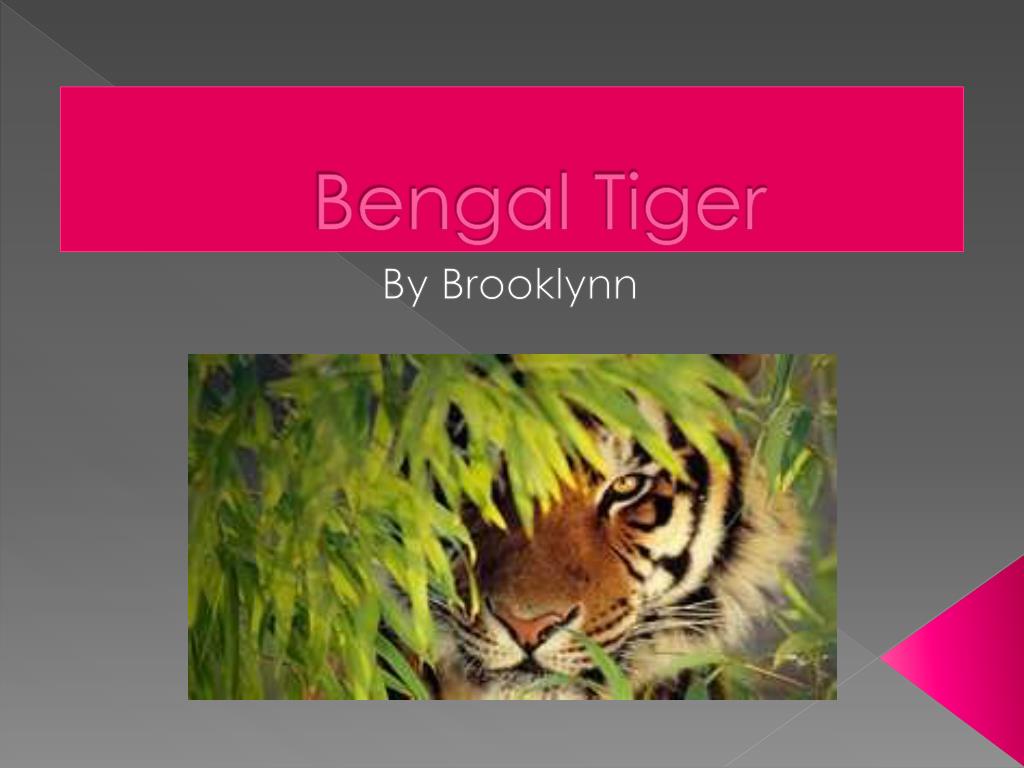 PPT - Bengal Tiger PowerPoint Presentation, free download - ID:2491440