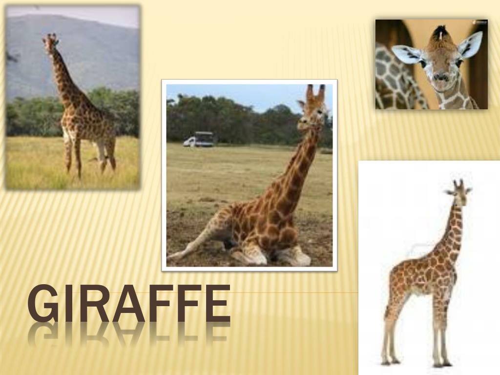 PPT - Giraffe PowerPoint Presentation, free download - ID:2492851