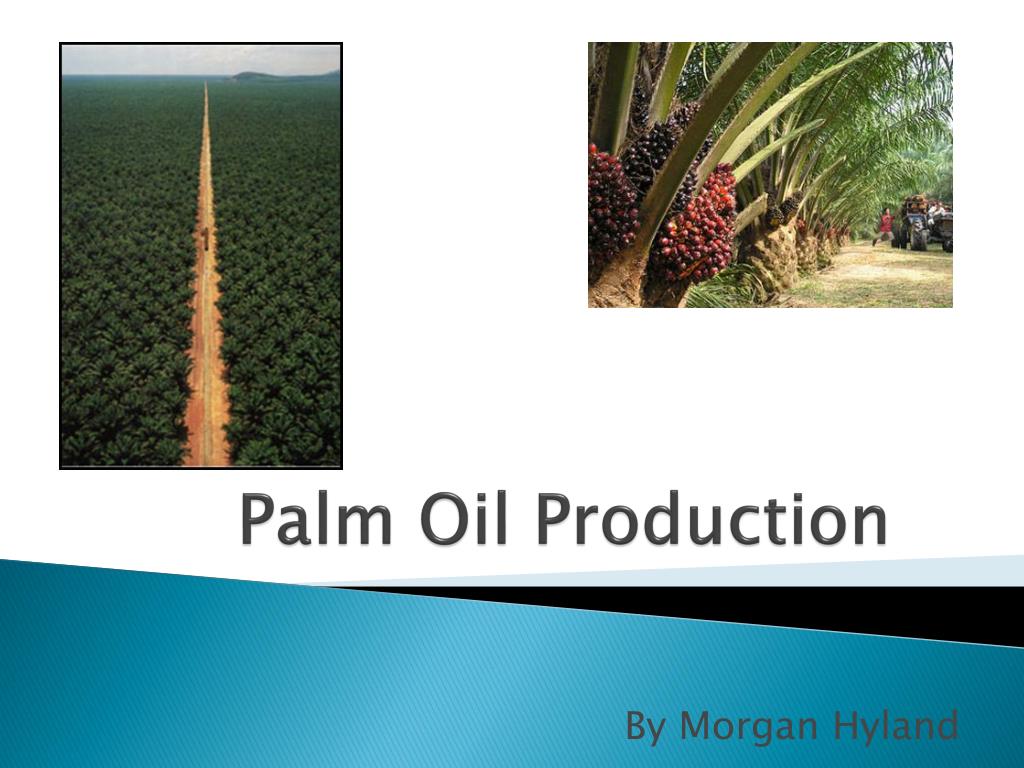 PPT - Palm Oil Production PowerPoint Presentation, free download - ID ...