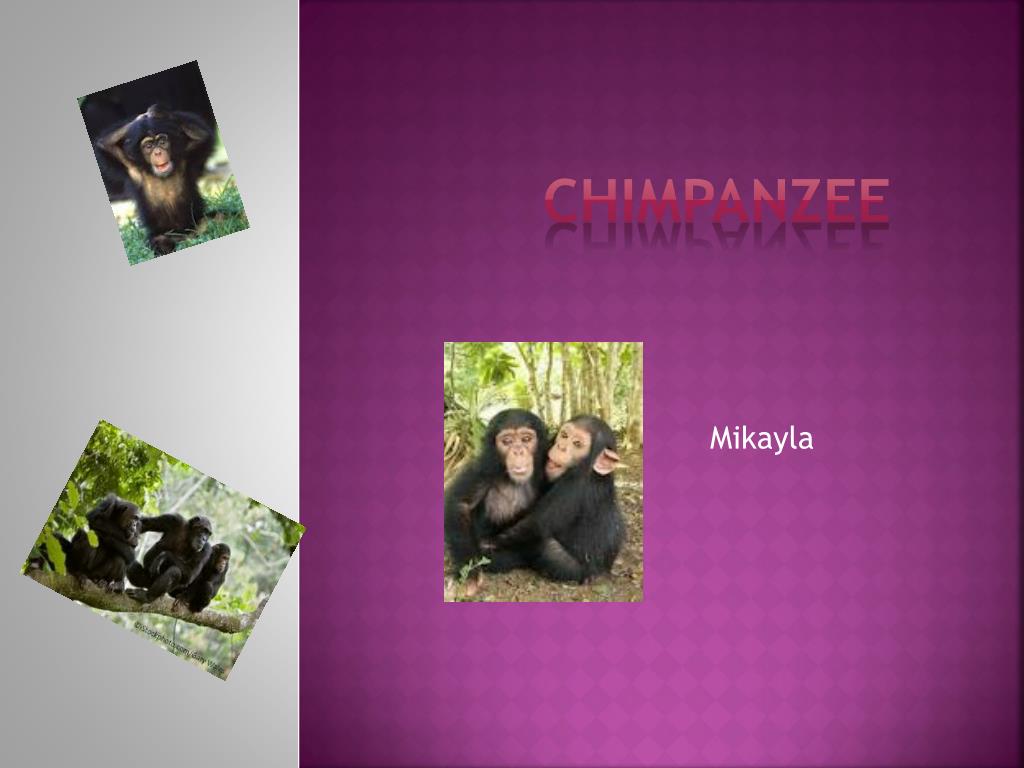 PPT - Chimpanzee PowerPoint Presentation, free download - ID:2495892