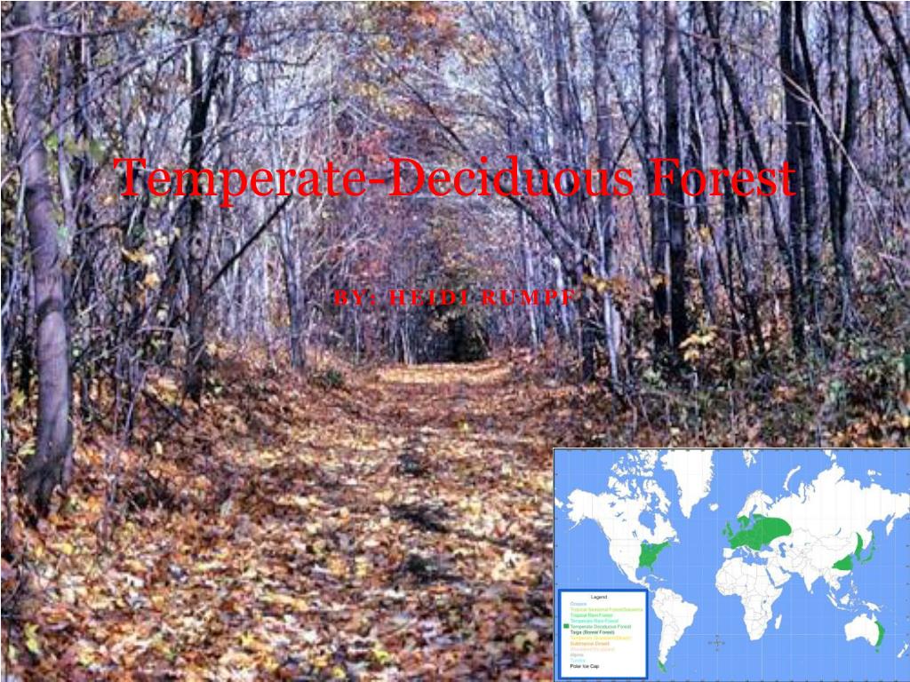 PPT - Temperate-Deciduous Forest PowerPoint Presentation, free download ...