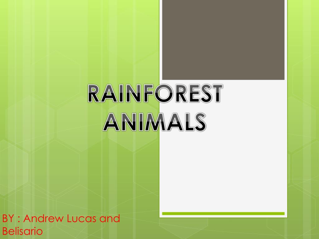 PPT - RAINFOREST ANIMALS PowerPoint Presentation, free download - ID ...