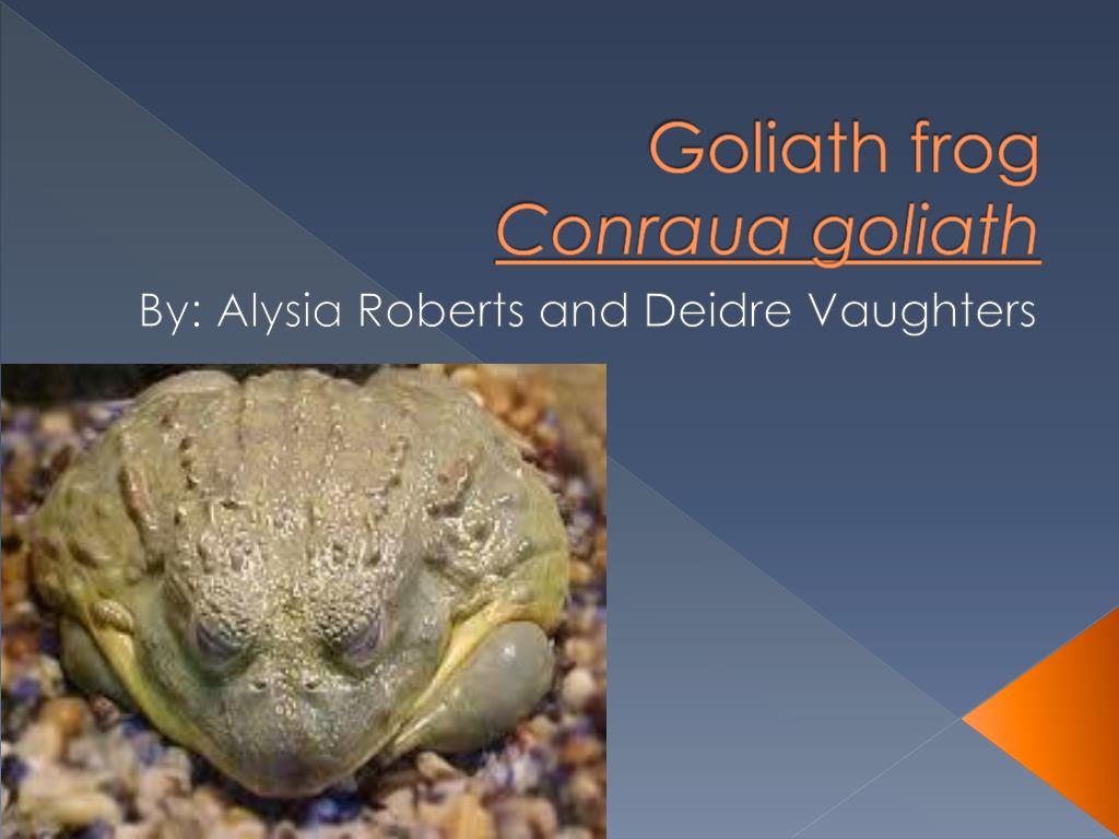 PPT - Goliath frog Conraua goliath PowerPoint Presentation, free ...