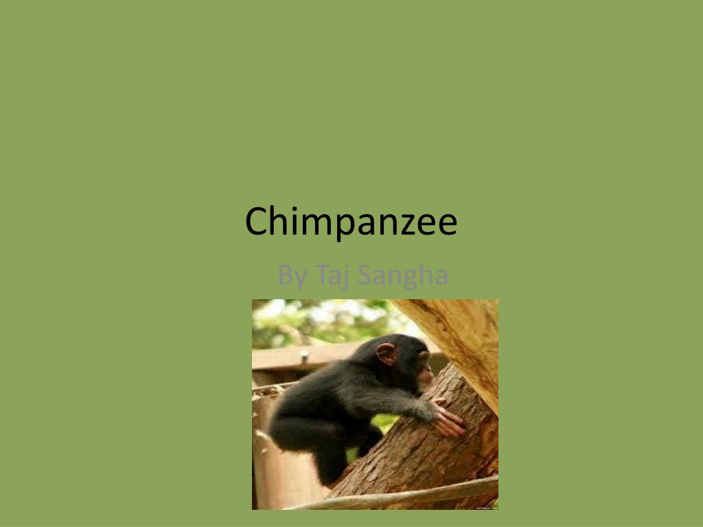 PPT - Chimpanzee PowerPoint Presentation, free download - ID:2500816