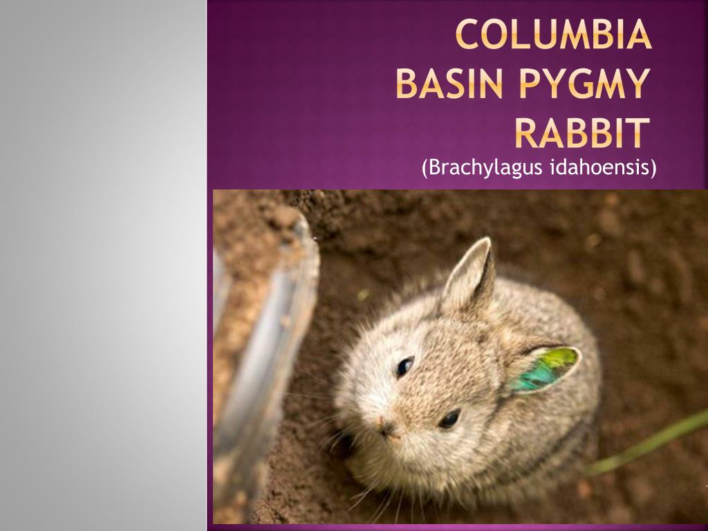 PPT - Columbia basin pygmy rabbit PowerPoint Presentation, free ...
