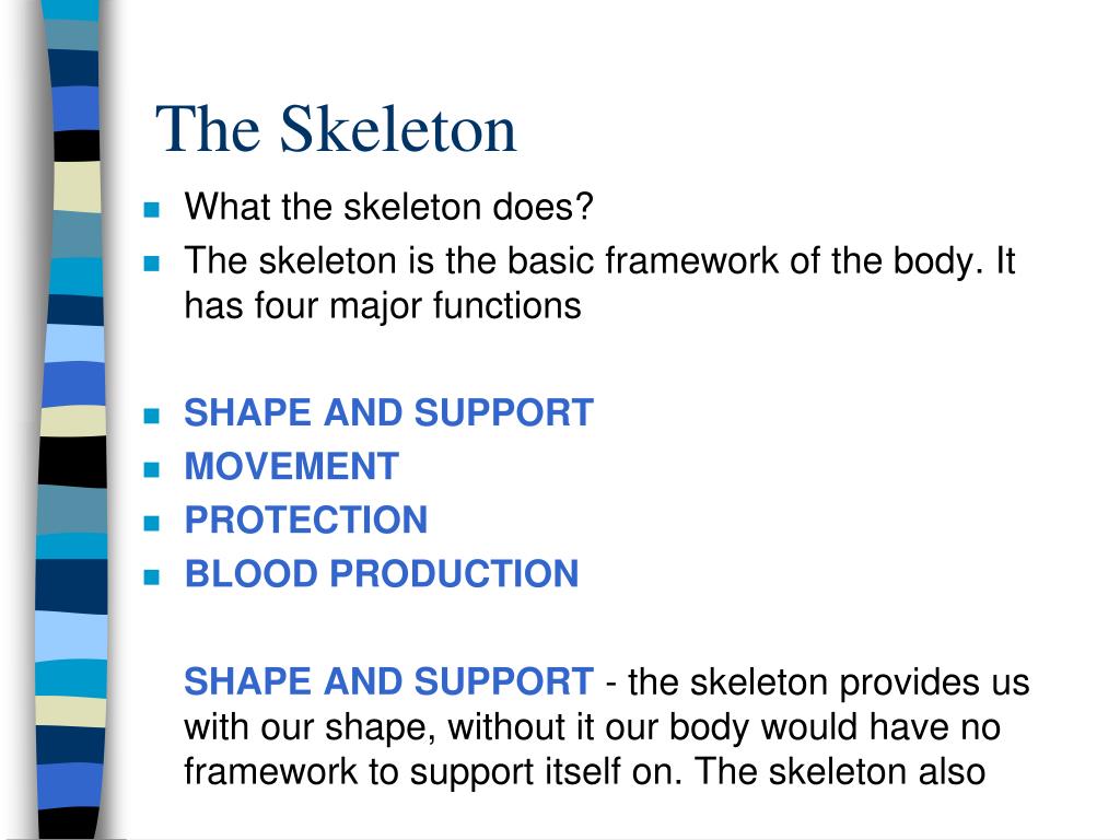 PPT - The Skeleton PowerPoint Presentation, free download - ID:2504561